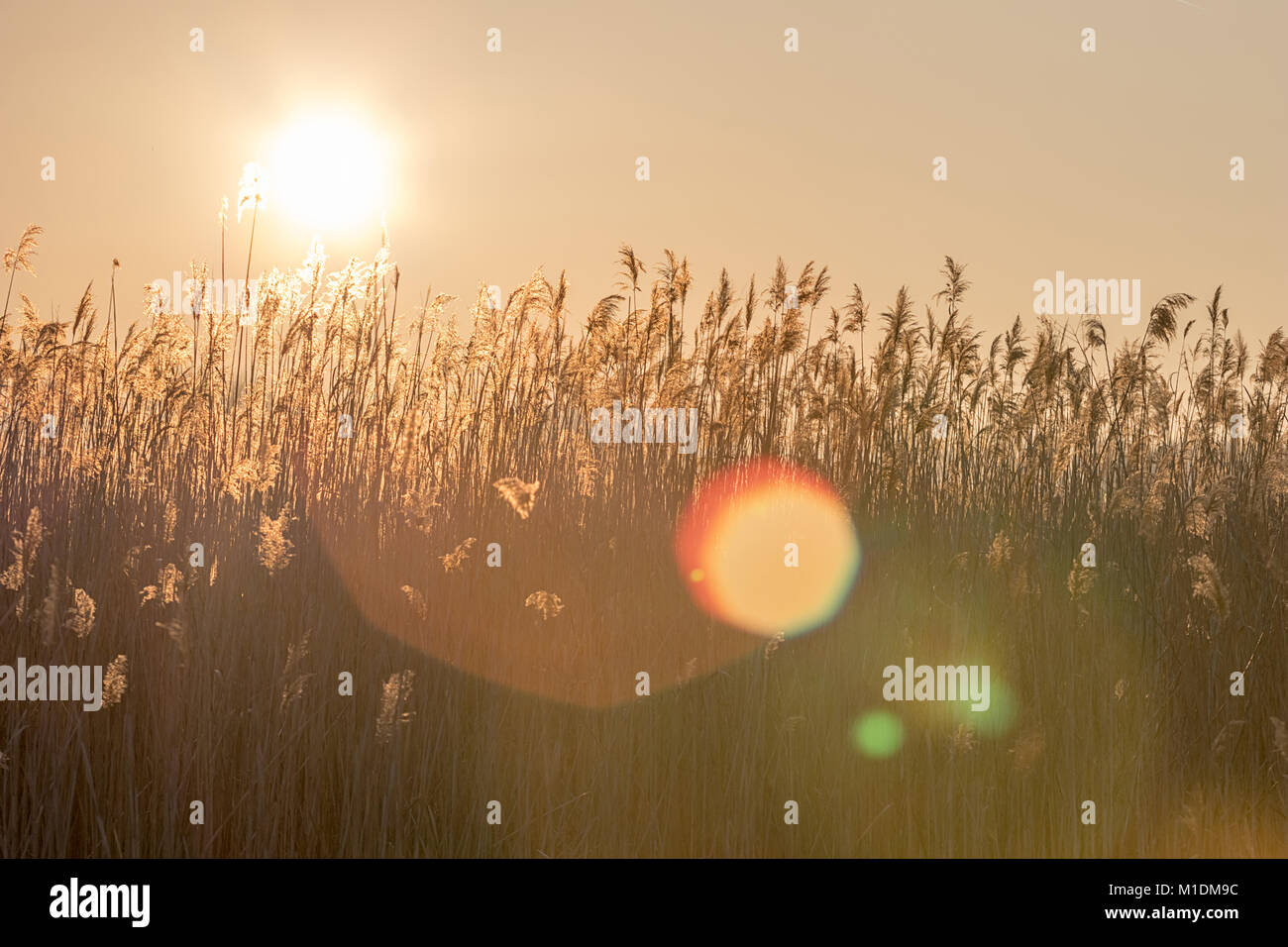 Reeds at sunset. Beautiful sunset with a reed Stock Photo - Alamy