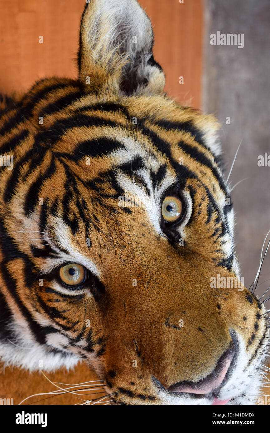 Beautiful portrait of Asian Tiger in Vietnam Stock Photo - Alamy