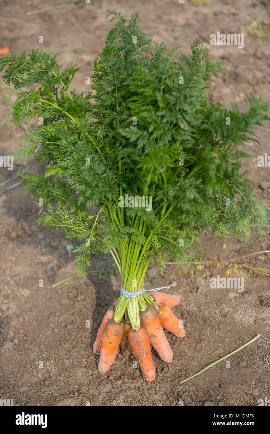 A bundle of fresh harvested carrots at Savar, Bangladesh Stock Photo ...