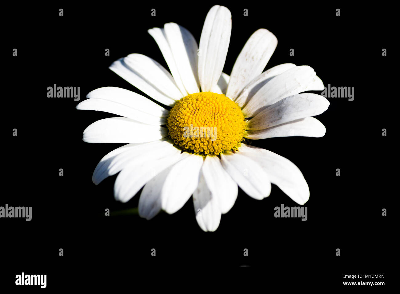 One daisy flower on a black background close-up Stock Photo - Alamy