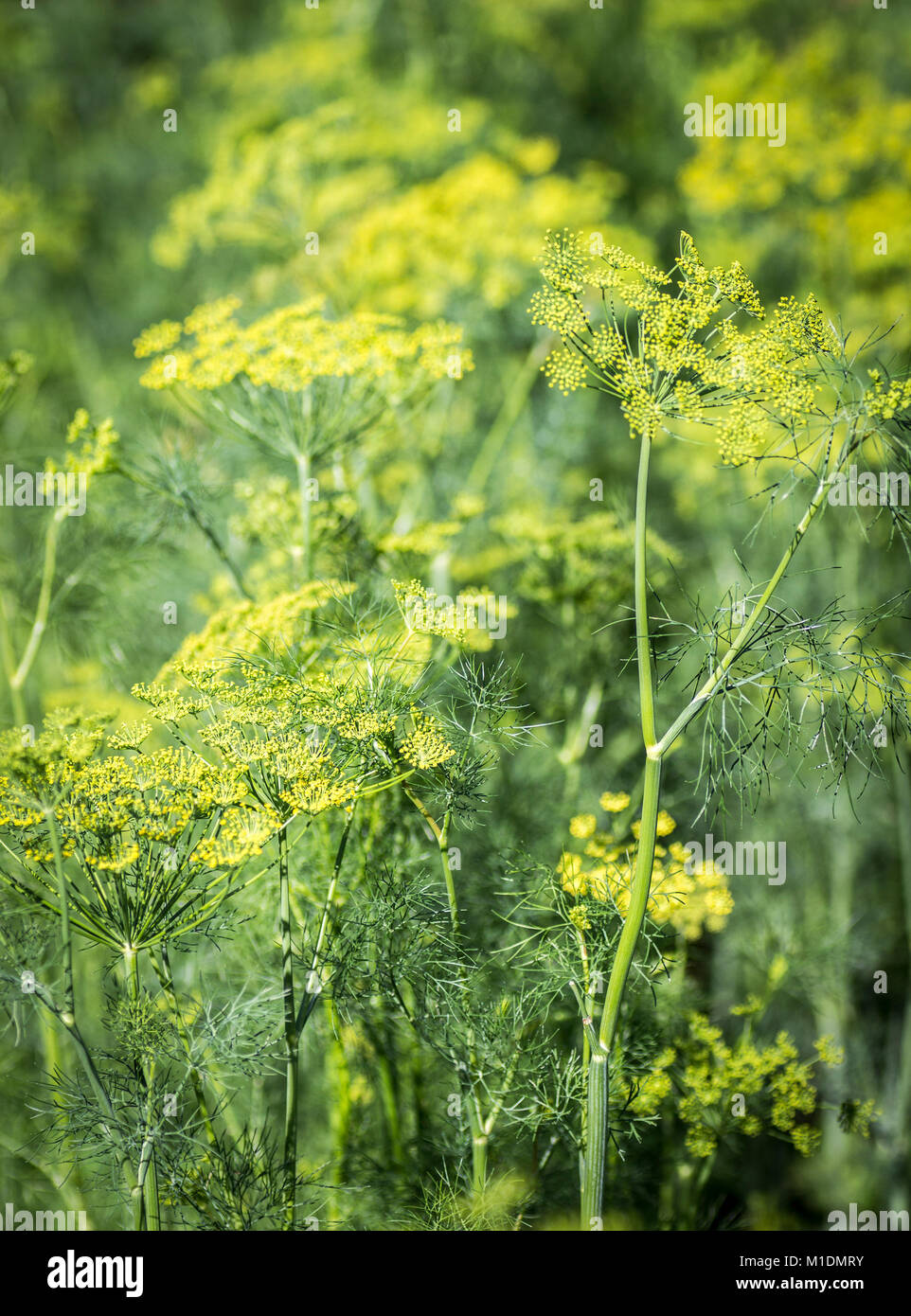 Flowering dill in the backyard in the garden Stock Photo - Alamy