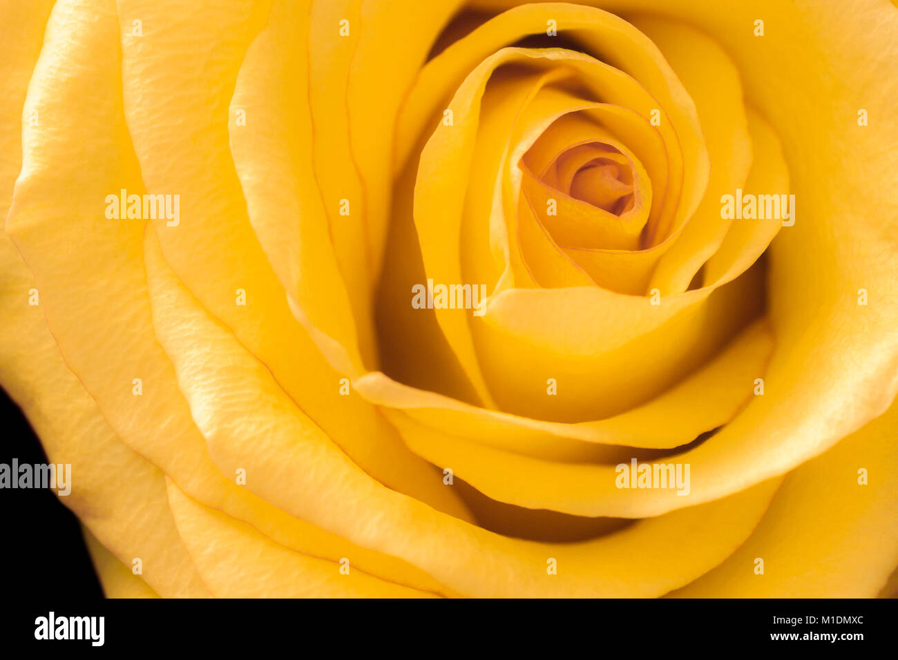 One yellow rose close-up in full frame Stock Photo - Alamy