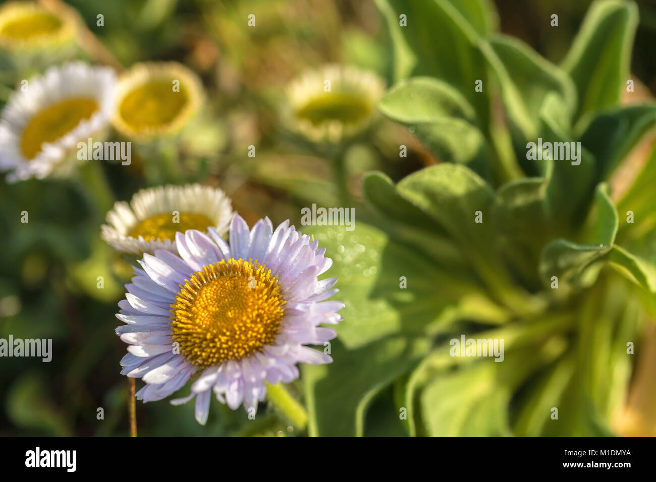 Seaside daisy flowers hi-res stock photography and images - Alamy