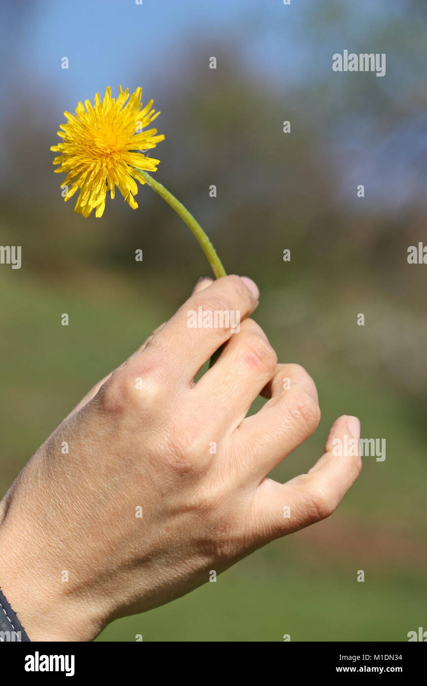 Hand with flower Stock Photo - Alamy