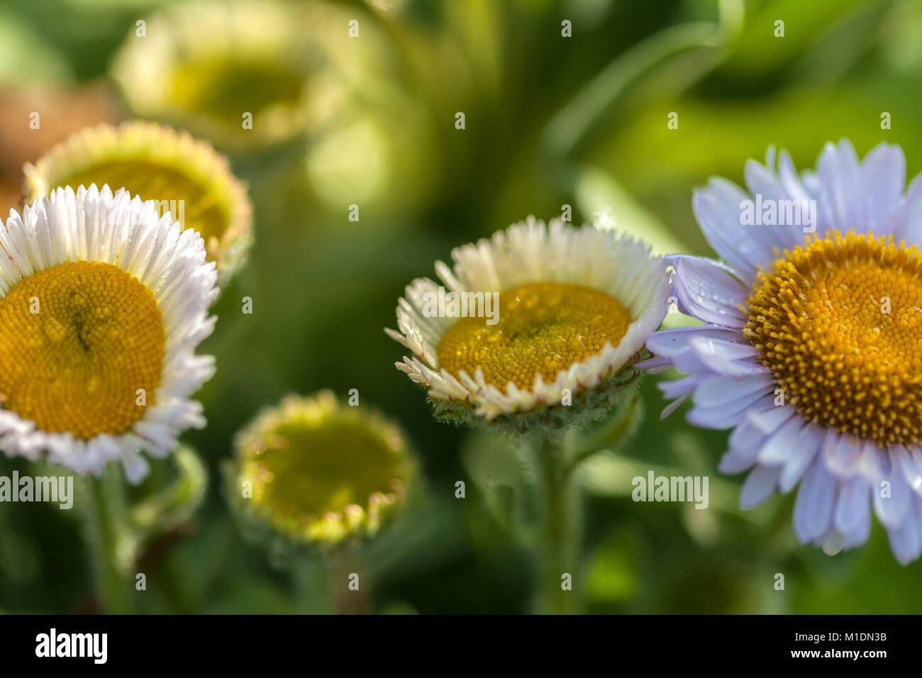 California plants hi-res stock photography and images - Alamy