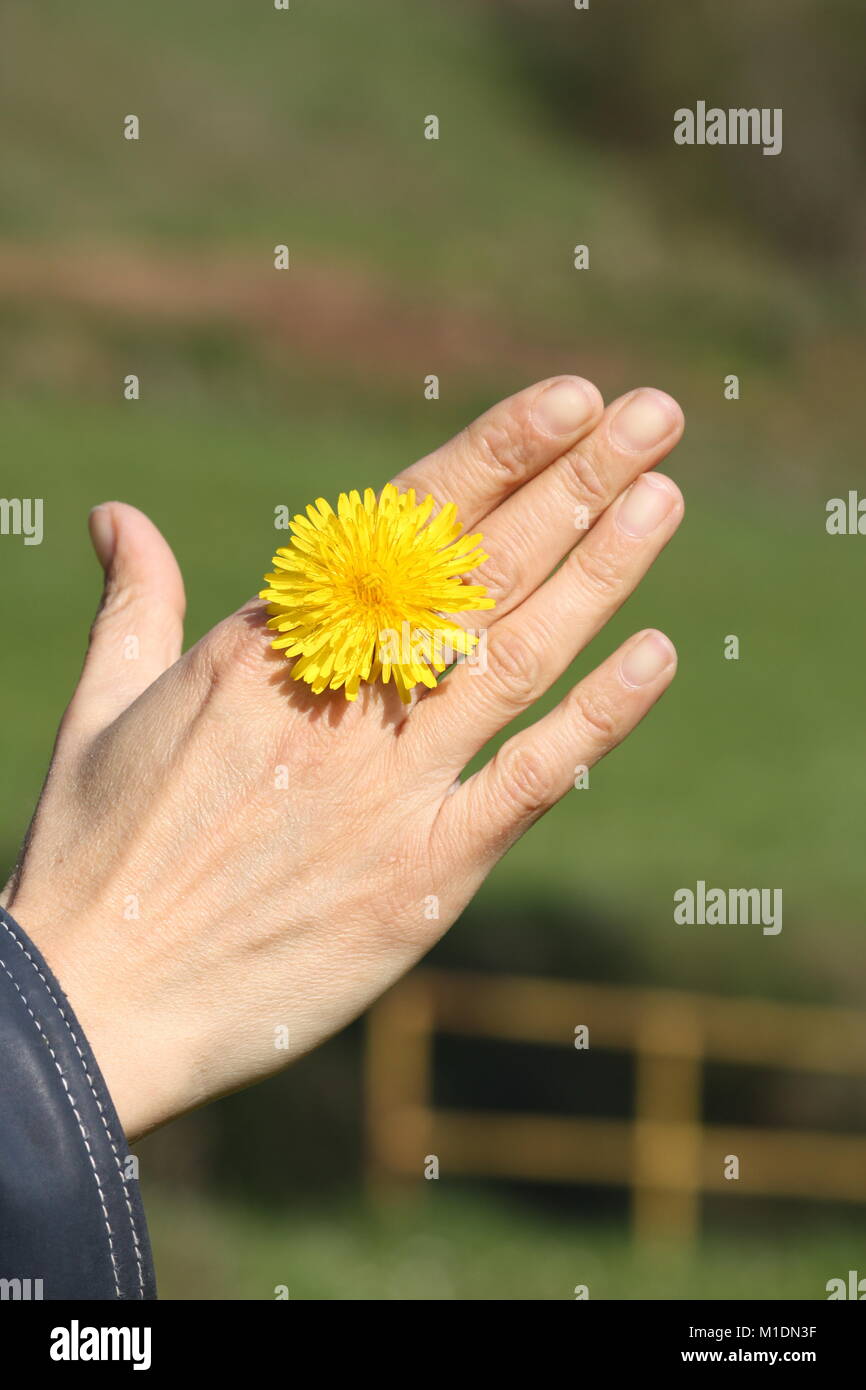 Hand with flower Stock Photo - Alamy