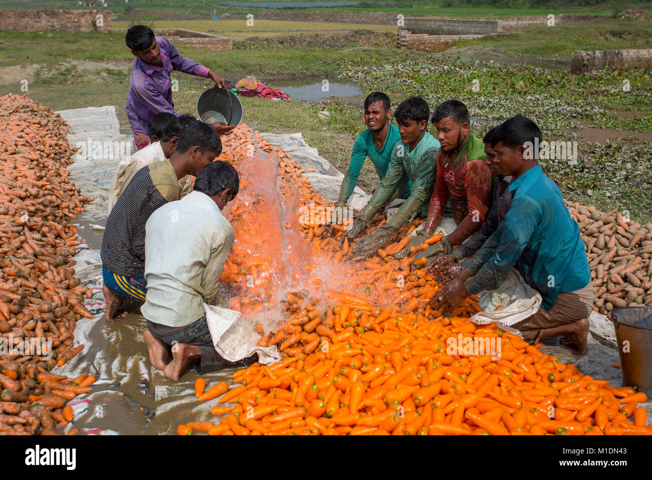Worker throwing bucket of water to clean fresh carrots after harvest at ...