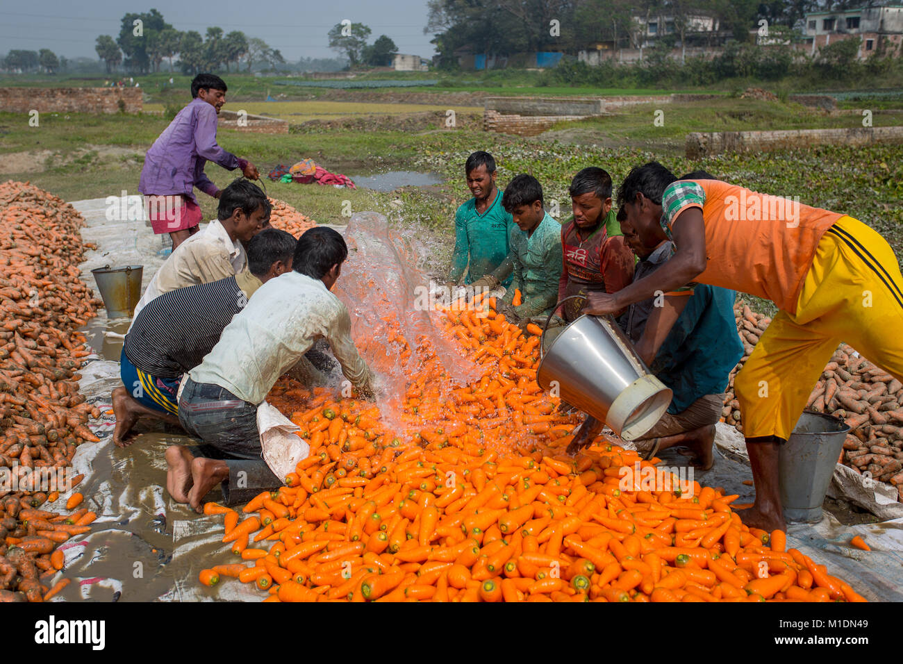 Worker throwing bucket of water to clean fresh carrots after harvest at ...