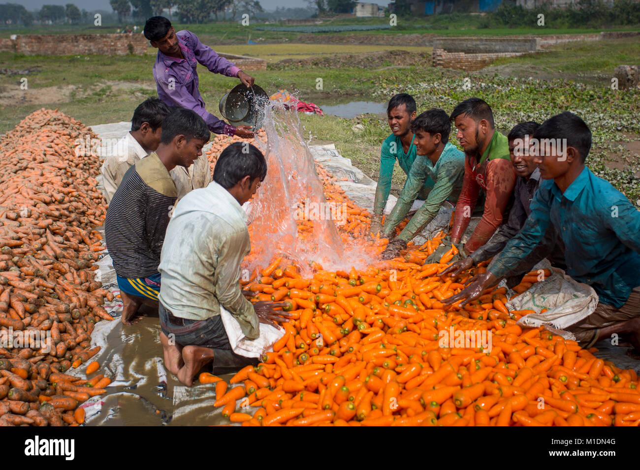 Farmer loading carrots hi-res stock photography and images - Alamy
