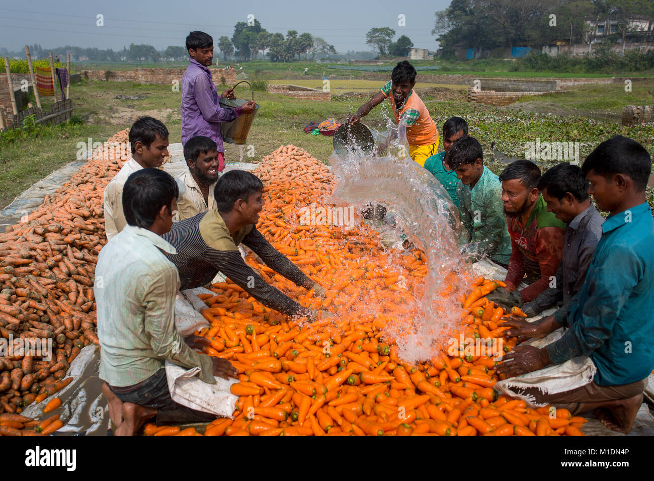 Worker throwing bucket of water to clean fresh carrots after harvest at ...