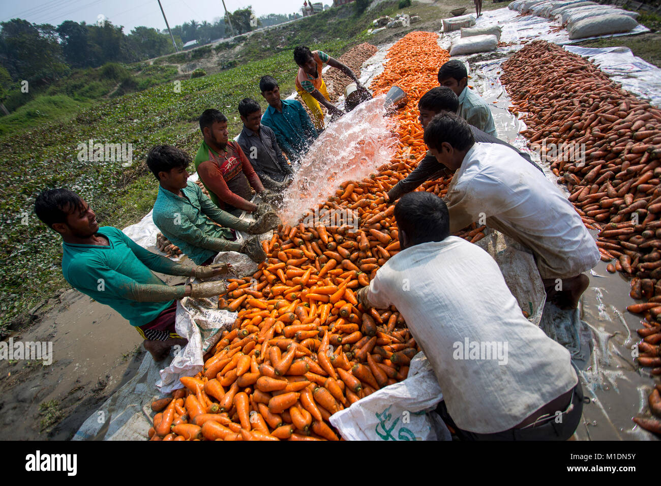 Worker throwing bucket of water to clean fresh carrots after harvest at ...