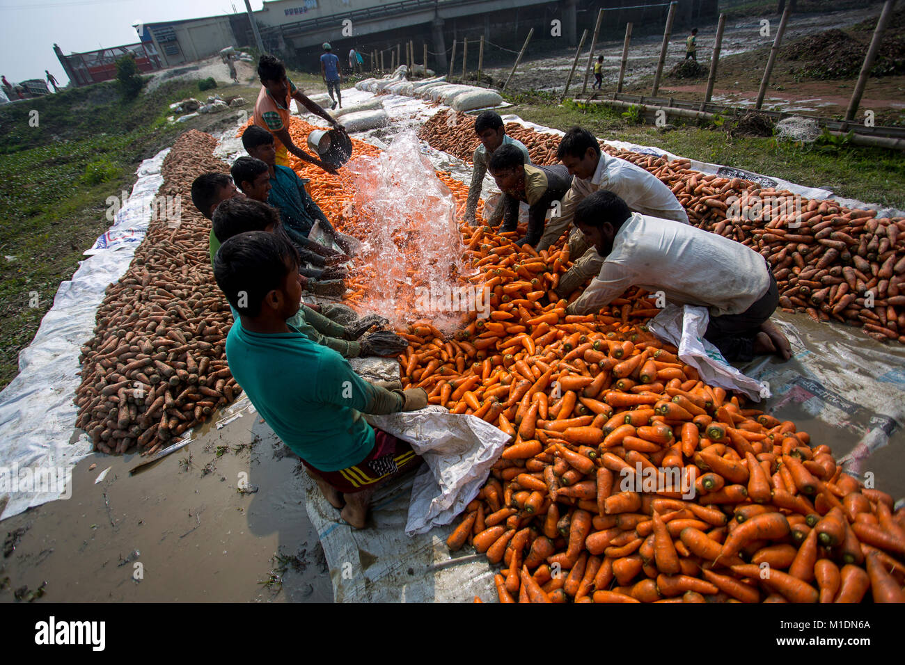 Worker throwing bucket of water to clean fresh carrots after harvest at ...