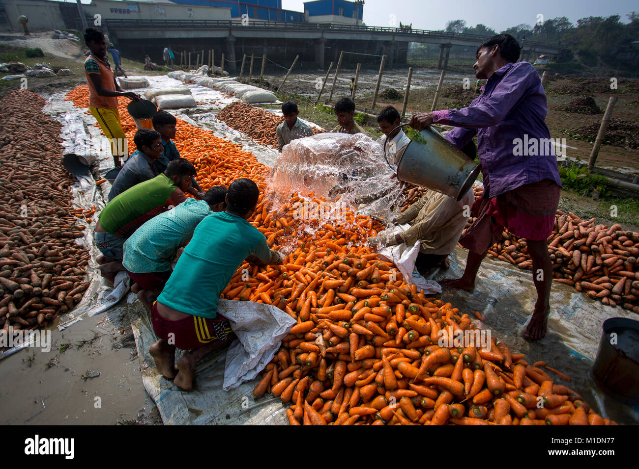 Worker throwing bucket of water to clean fresh carrots after harvest at ...