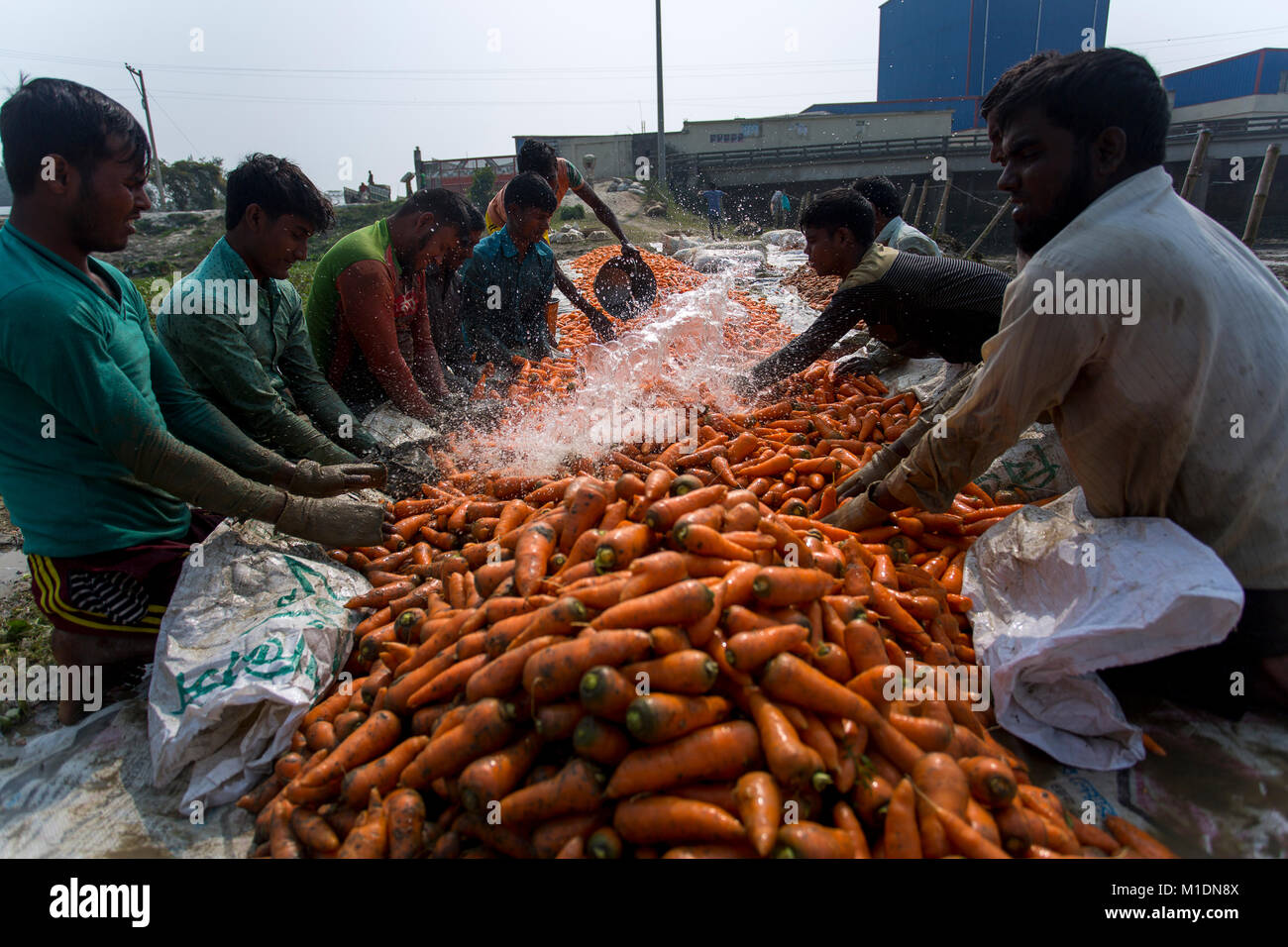 Worker throwing bucket of water to clean fresh carrots after harvest at ...