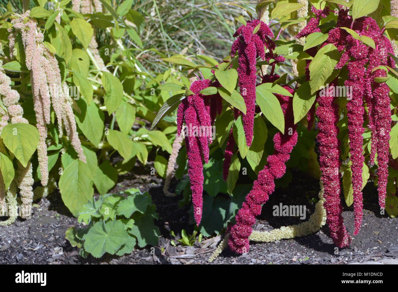 Amaranthus Green Tails Hot Deal | www.oceanproperty.co.th