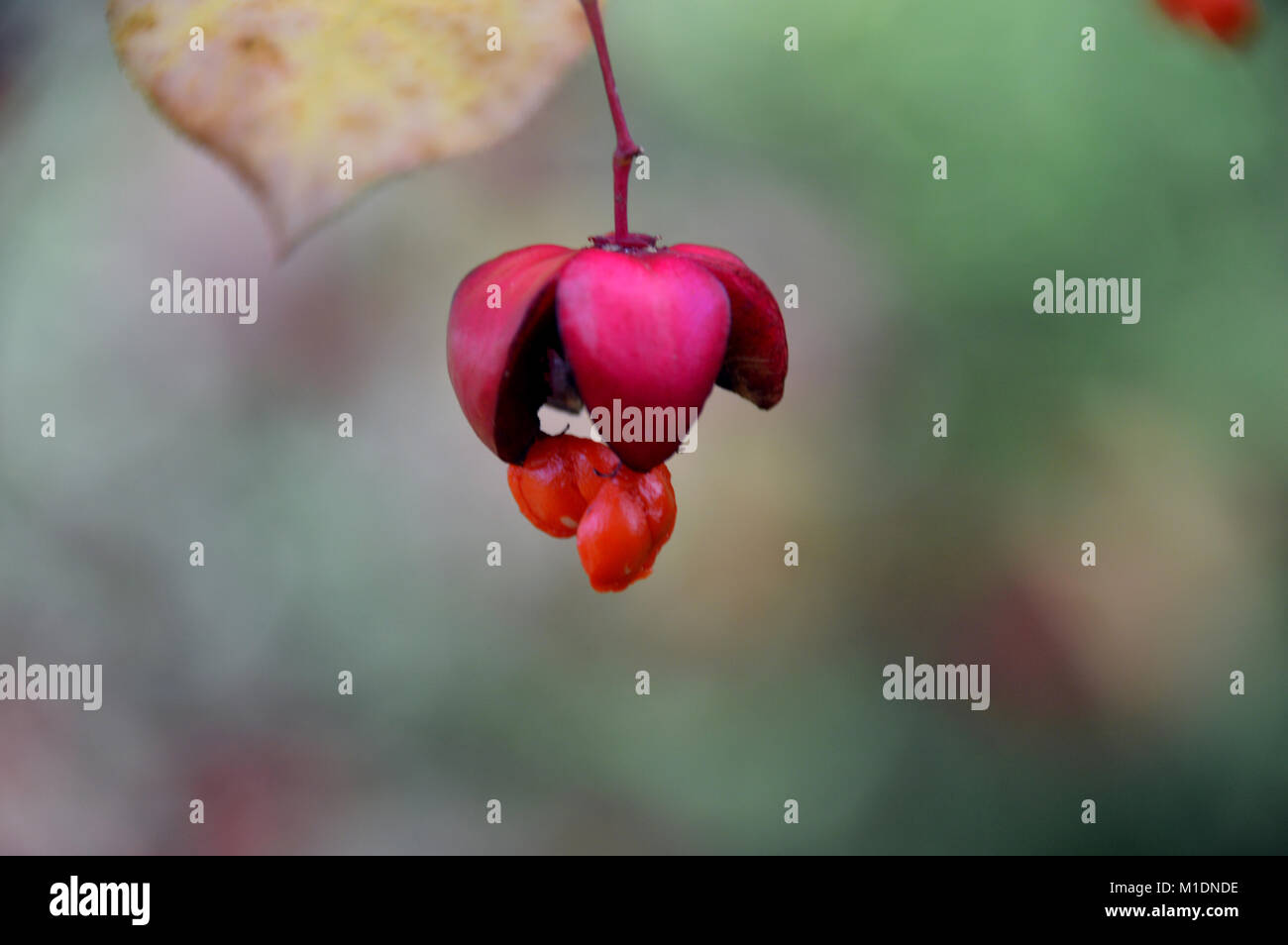 The Single Seeds/Berries of a Euonymus oxyphyllus Korean/Japanese ...