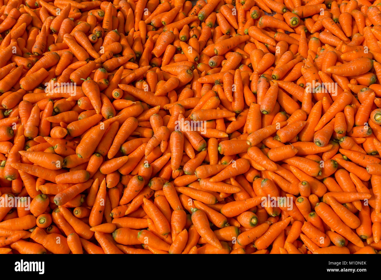 Lots of clean fresh carrots Stock Photo - Alamy