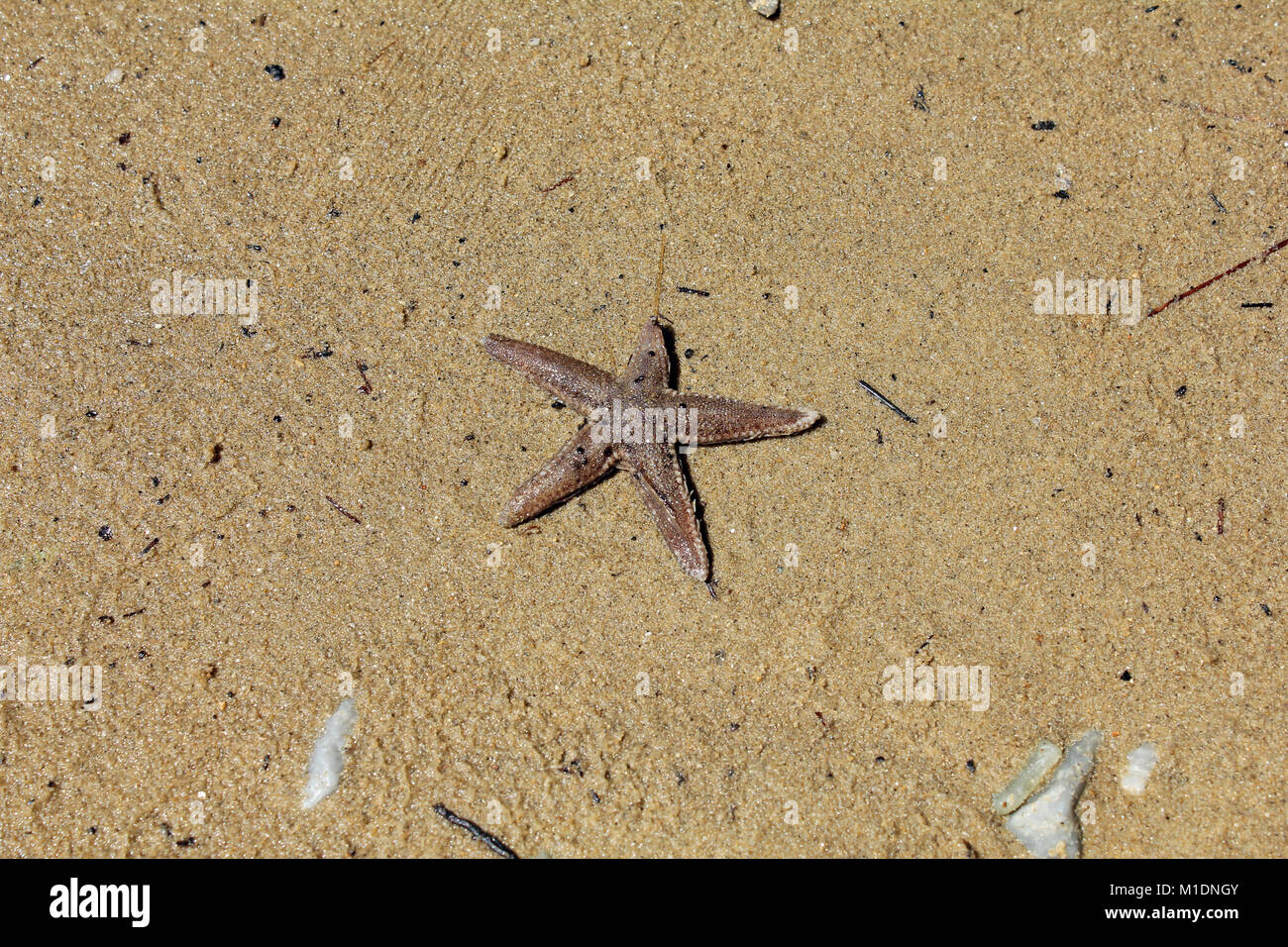 Little starfish in sand Stock Photo - Alamy