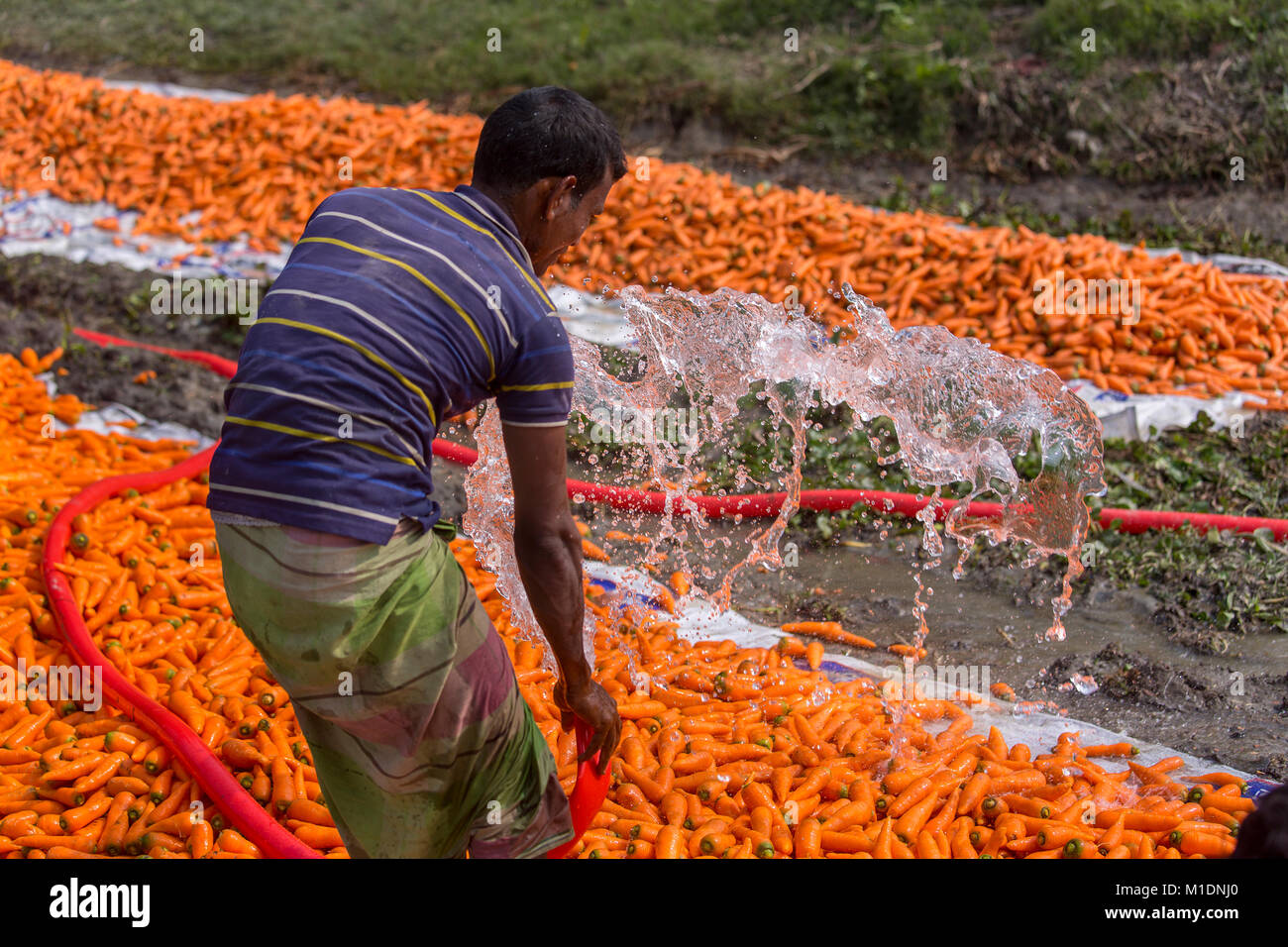Worker using pump water for washing carrots Stock Photo - Alamy