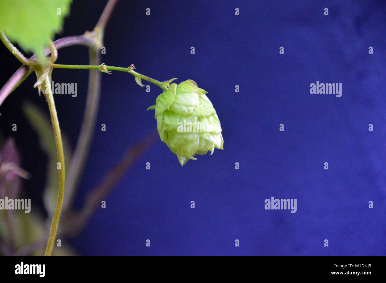 Hanging vines garden hi-res stock photography and images - Alamy