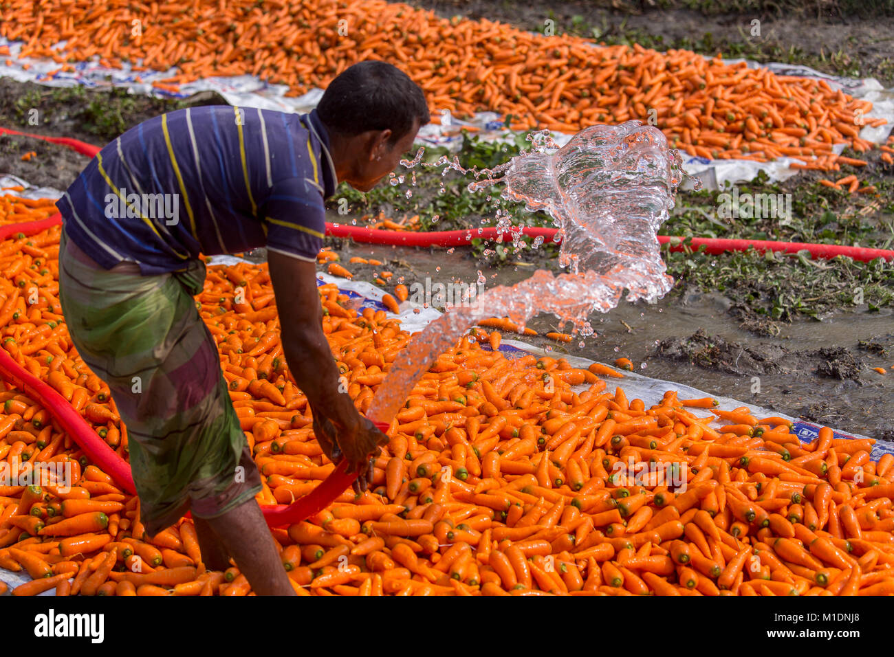 Worker using pump water for washing carrots Stock Photo - Alamy