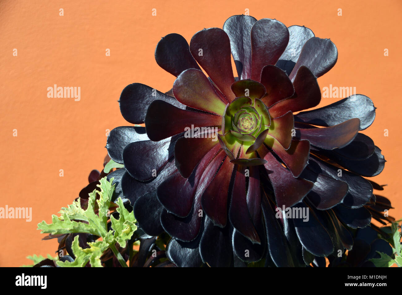 Purple Aeonium arboreum (Atropurpureum) on Orange Background at grown ...