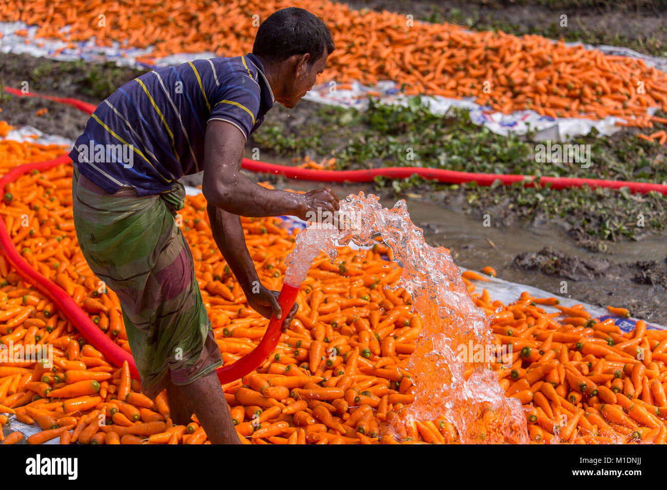 Worker using pump water for washing carrots Stock Photo - Alamy