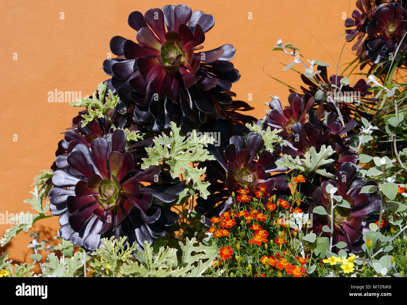 Purple Aeonium arboreum (Atropurpureum) on Orange Background at grown ...