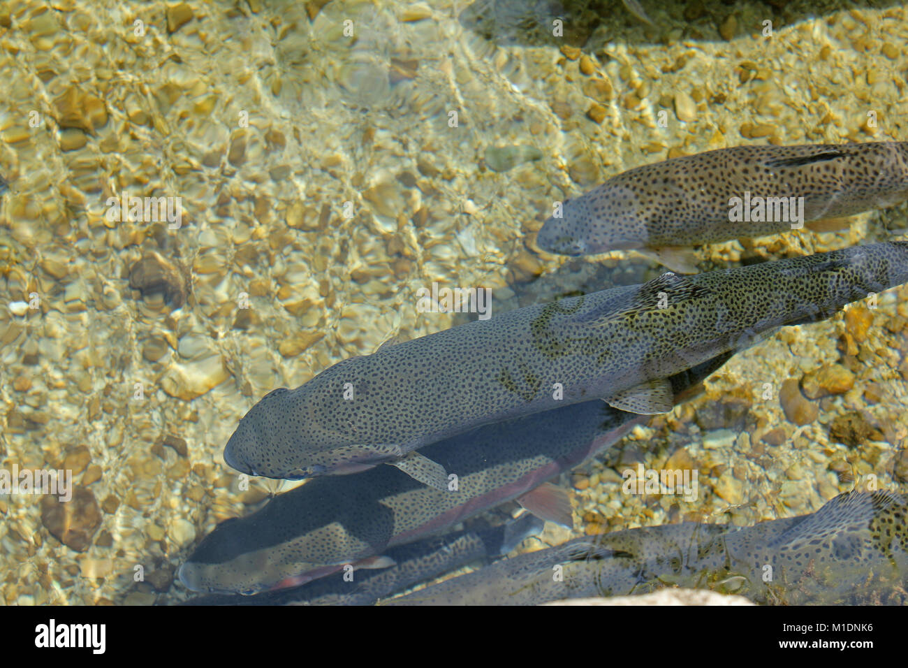 Trouts in fresh water Stock Photo - Alamy