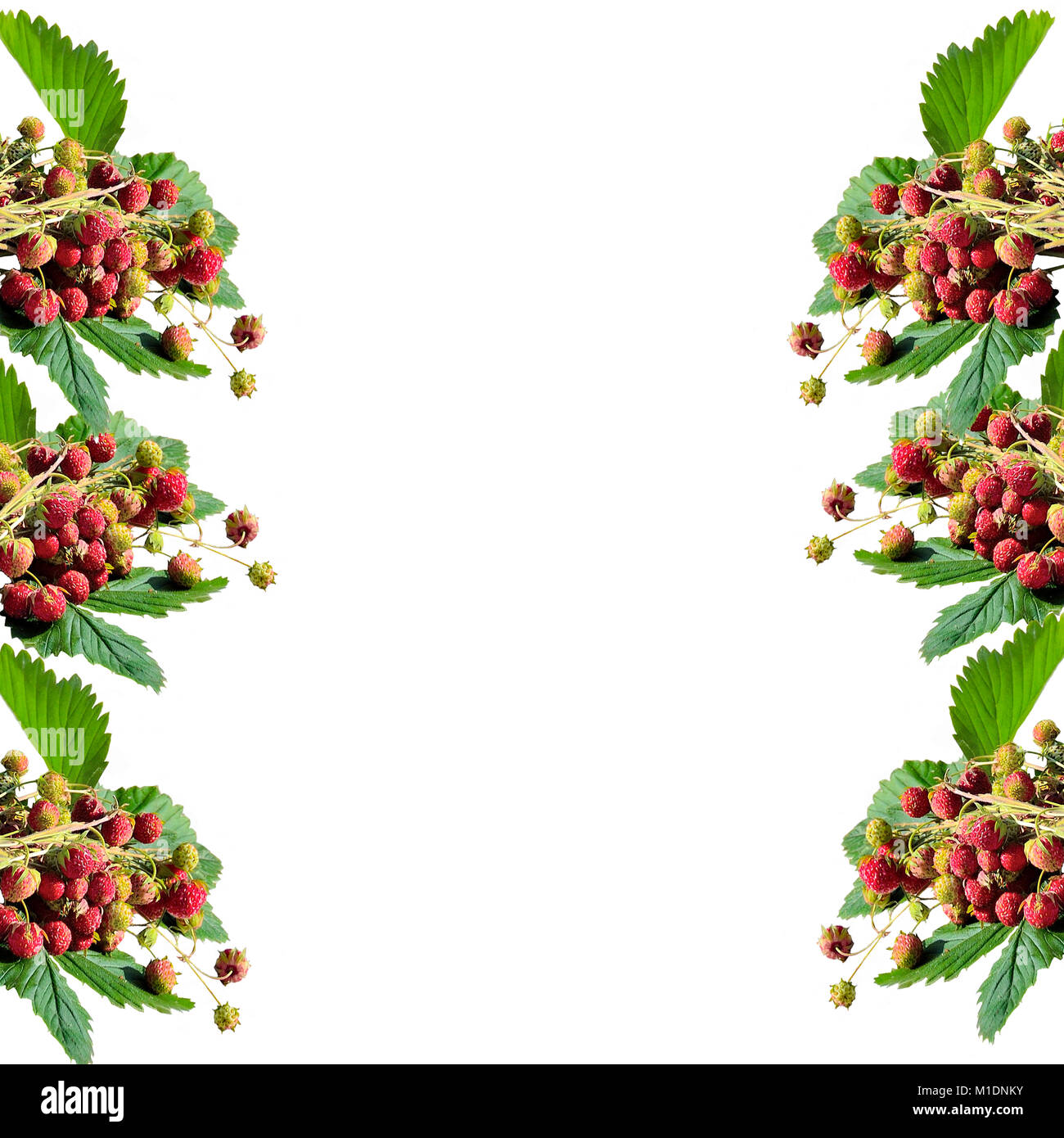 Border with bunches of red ripe wild strawberry and green leaves ...