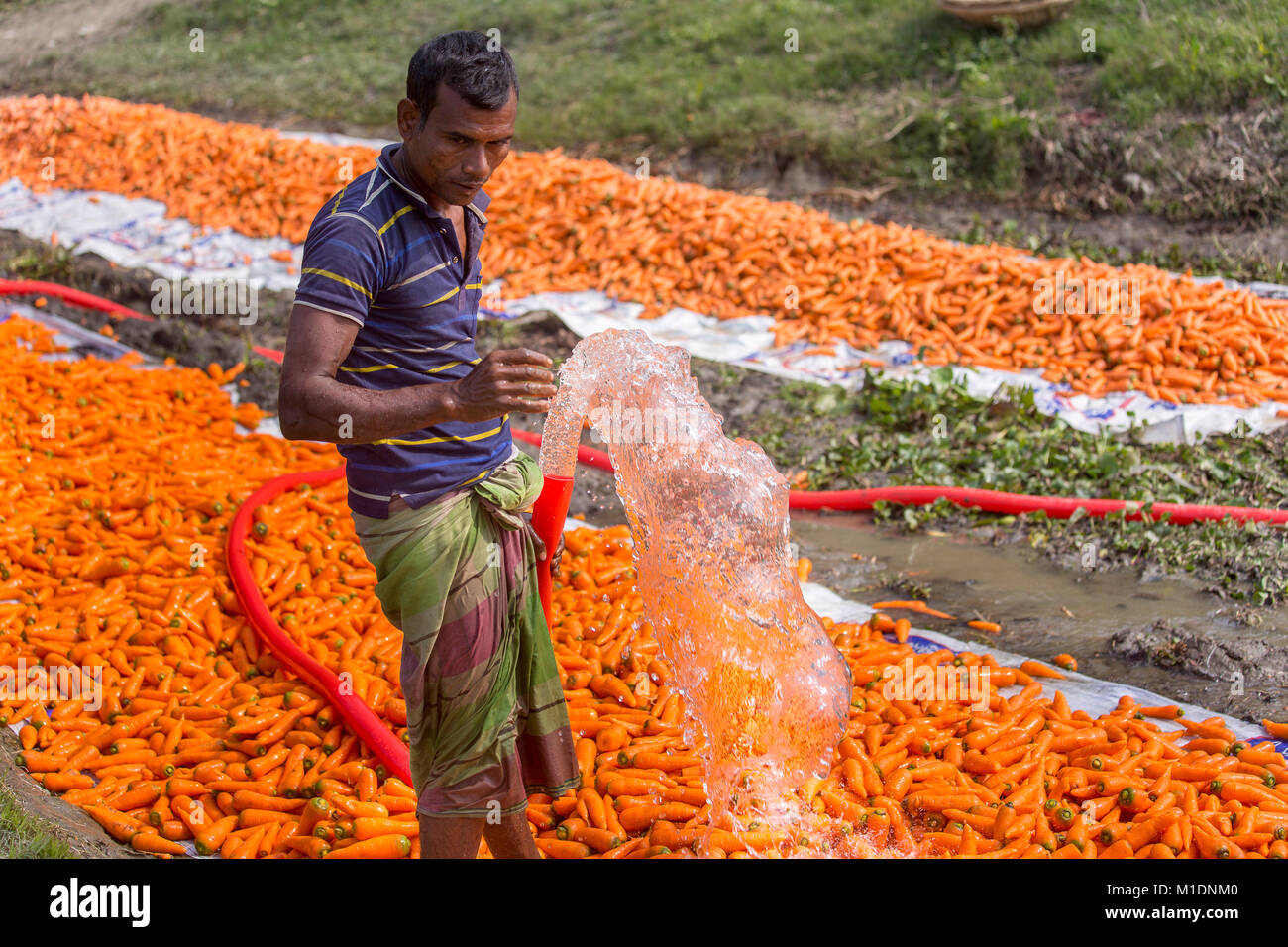 Worker using pump water for washing carrots Stock Photo - Alamy