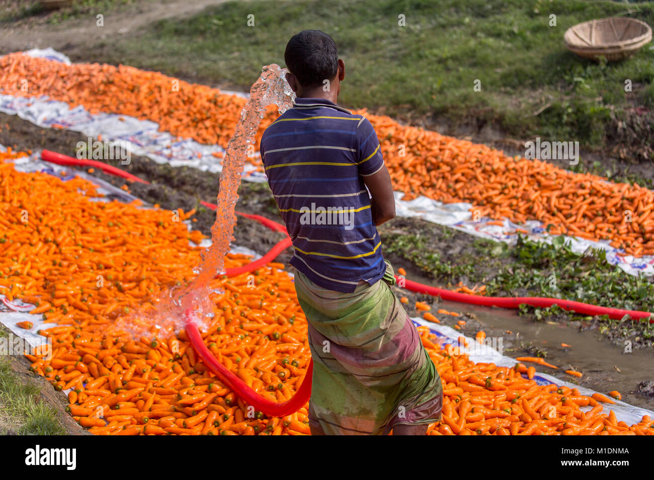 Worker using pump water for washing carrots Stock Photo - Alamy
