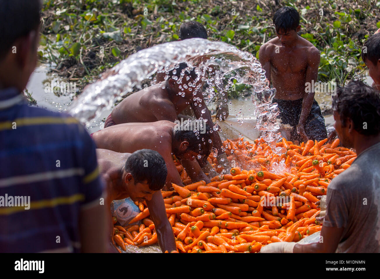 Worker using pump water for washing carrots Stock Photo - Alamy