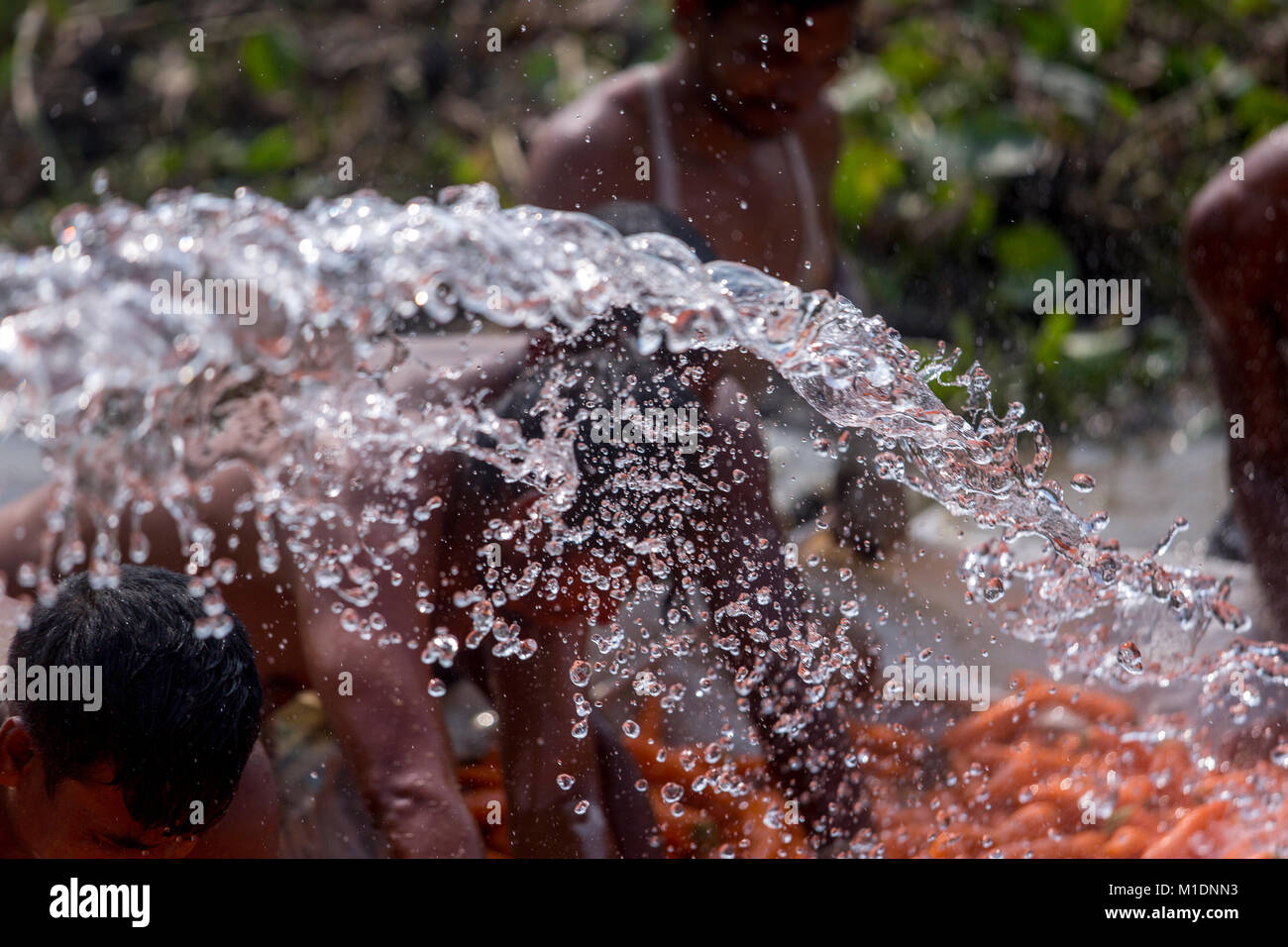 Worker using pump water for washing carrots Stock Photo - Alamy
