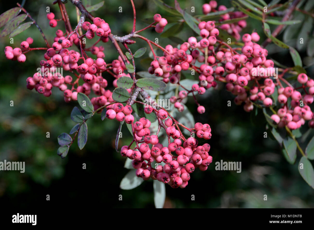 Sorbus Berries Tree Garden Uk High Resolution Stock Photography and ...