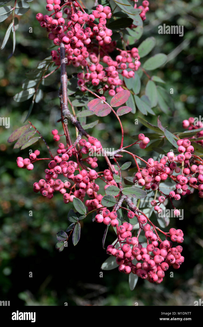 Bunches of Pink Berries of the Sorbus Pseudo Hupehensis (Pink Pagoda ...