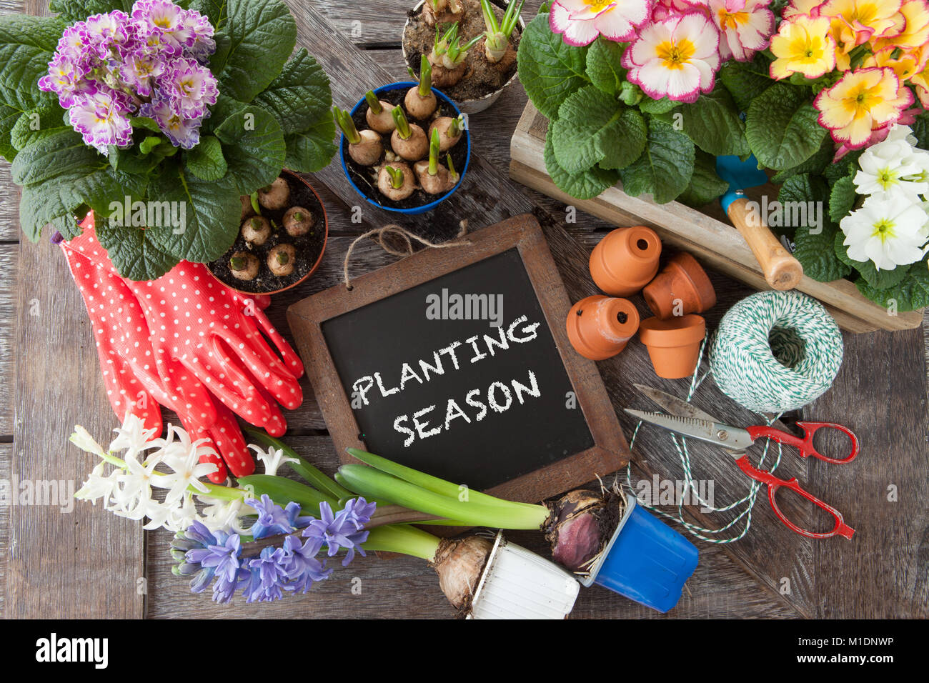 Fresh colorful flowers for planting in spring time Stock Photo - Alamy