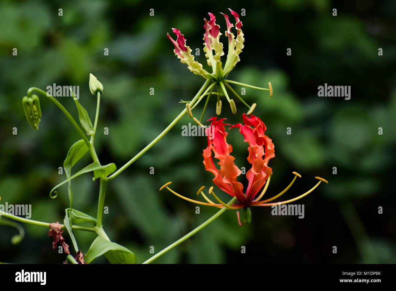 India dahlia flower hi-res stock photography and images - Alamy