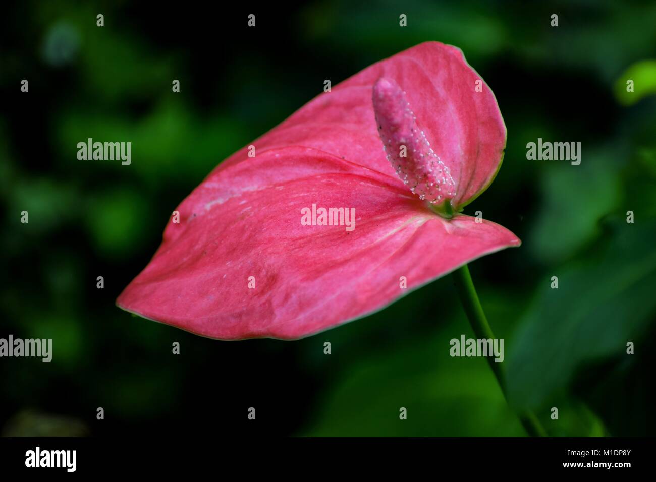 Dere flower hi-res stock photography and images - Alamy
