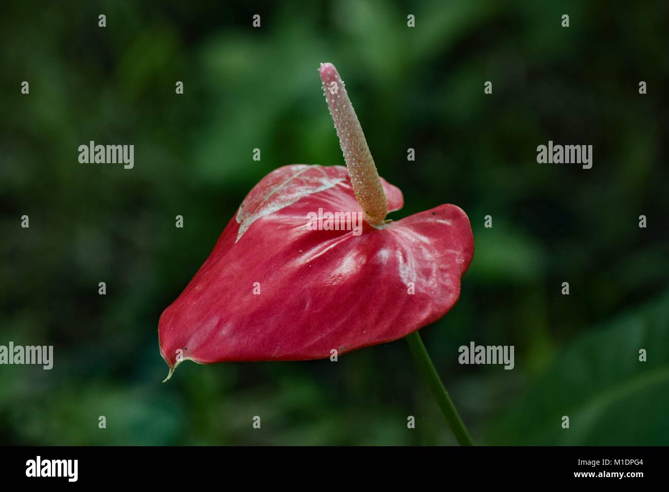 Dere flower hi-res stock photography and images - Alamy