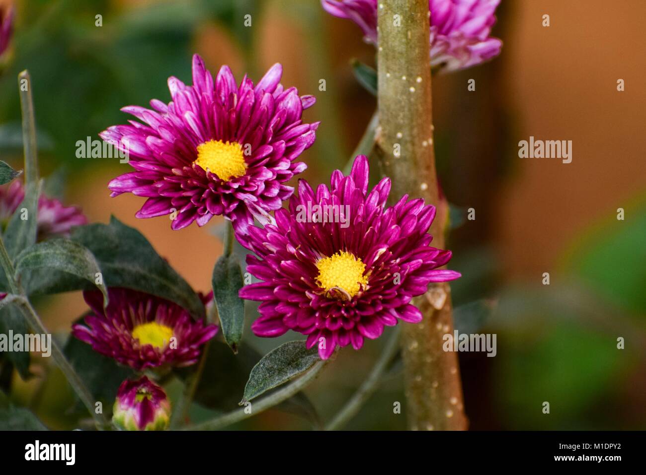 Dere flower hi-res stock photography and images - Alamy