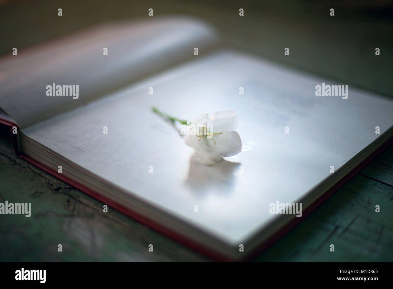 beautiful white flower and book, background for invitation design Stock ...