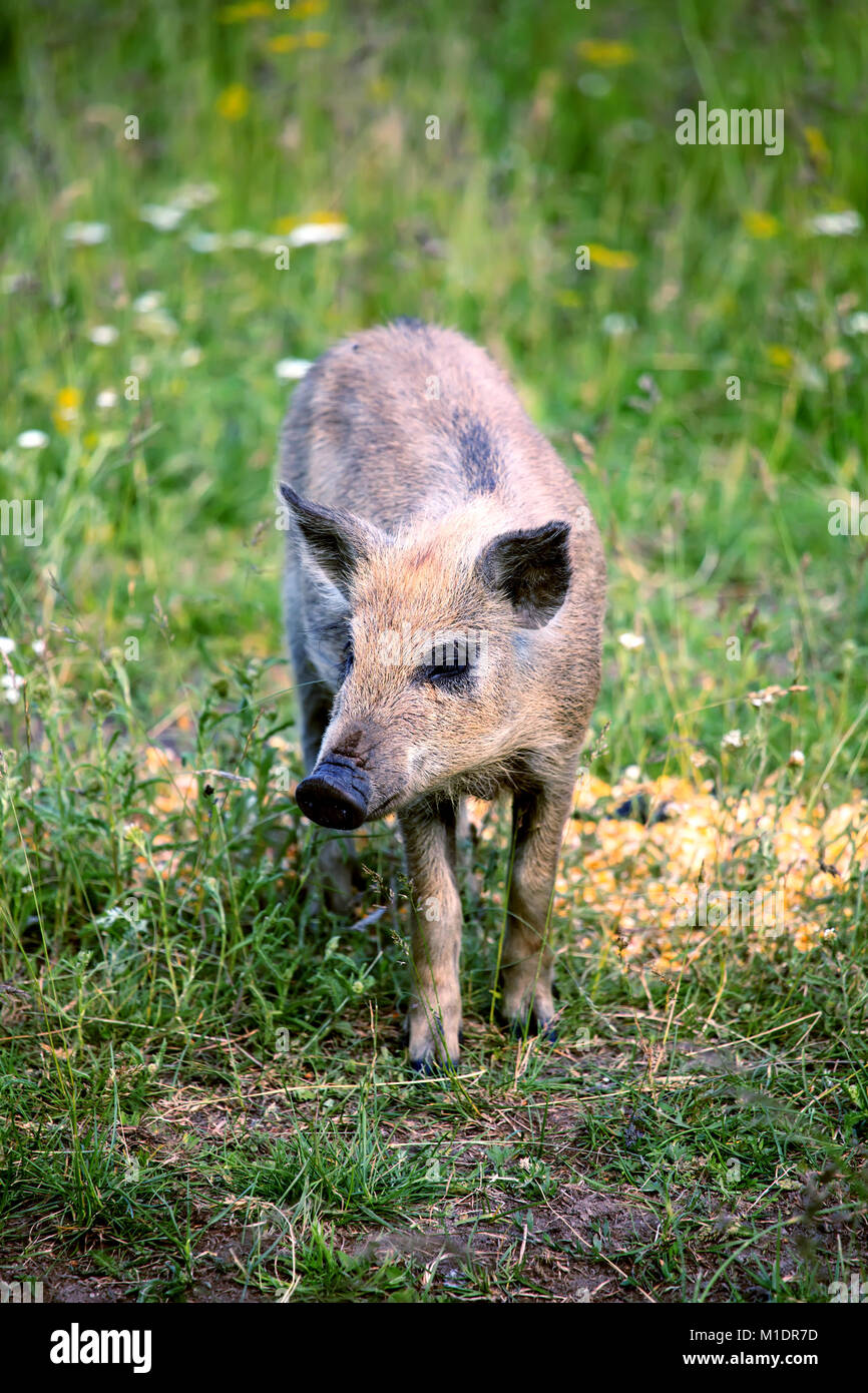 young boar in spring green meadows Stock Photo - Alamy