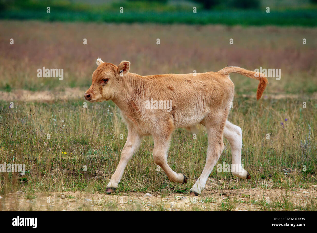 small baby cow run in summer meadows Stock Photo - Alamy
