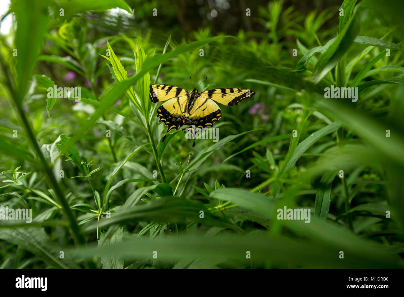 Canadian tiger swallowtail butterfly (Papilio canadensis) flying over ...