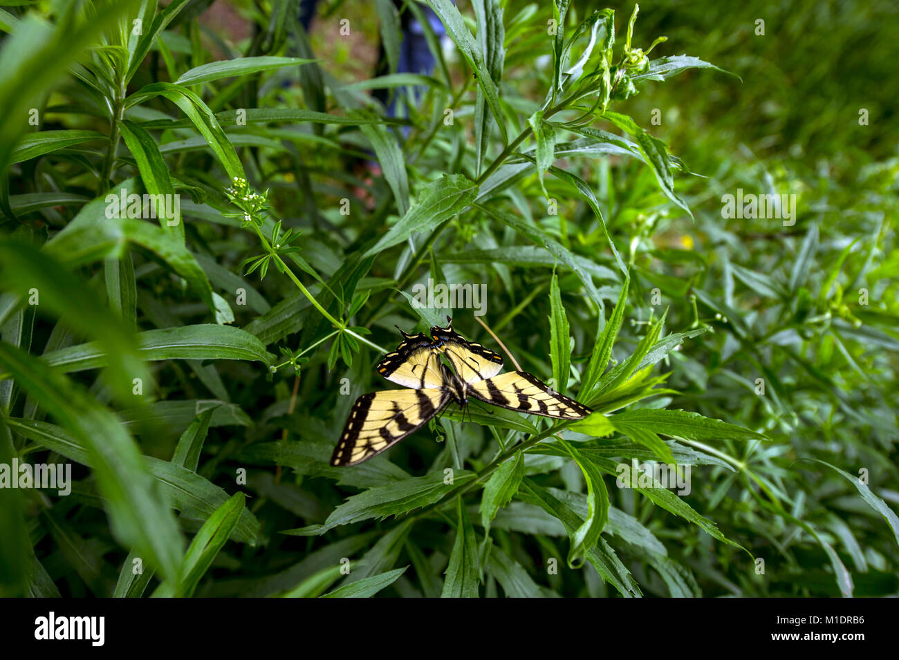 Canadian tiger swallowtail butterfly (Papilio canadensis) flying over ...