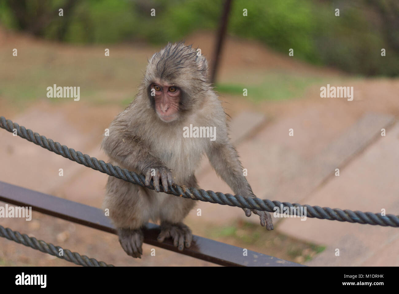 Monkey swinging rope hi-res stock photography and images - Alamy