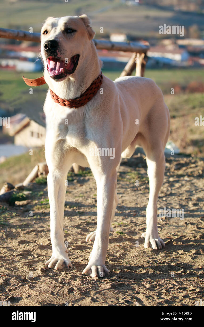 young alabai dog posing near small mountain village Stock Photo - Alamy