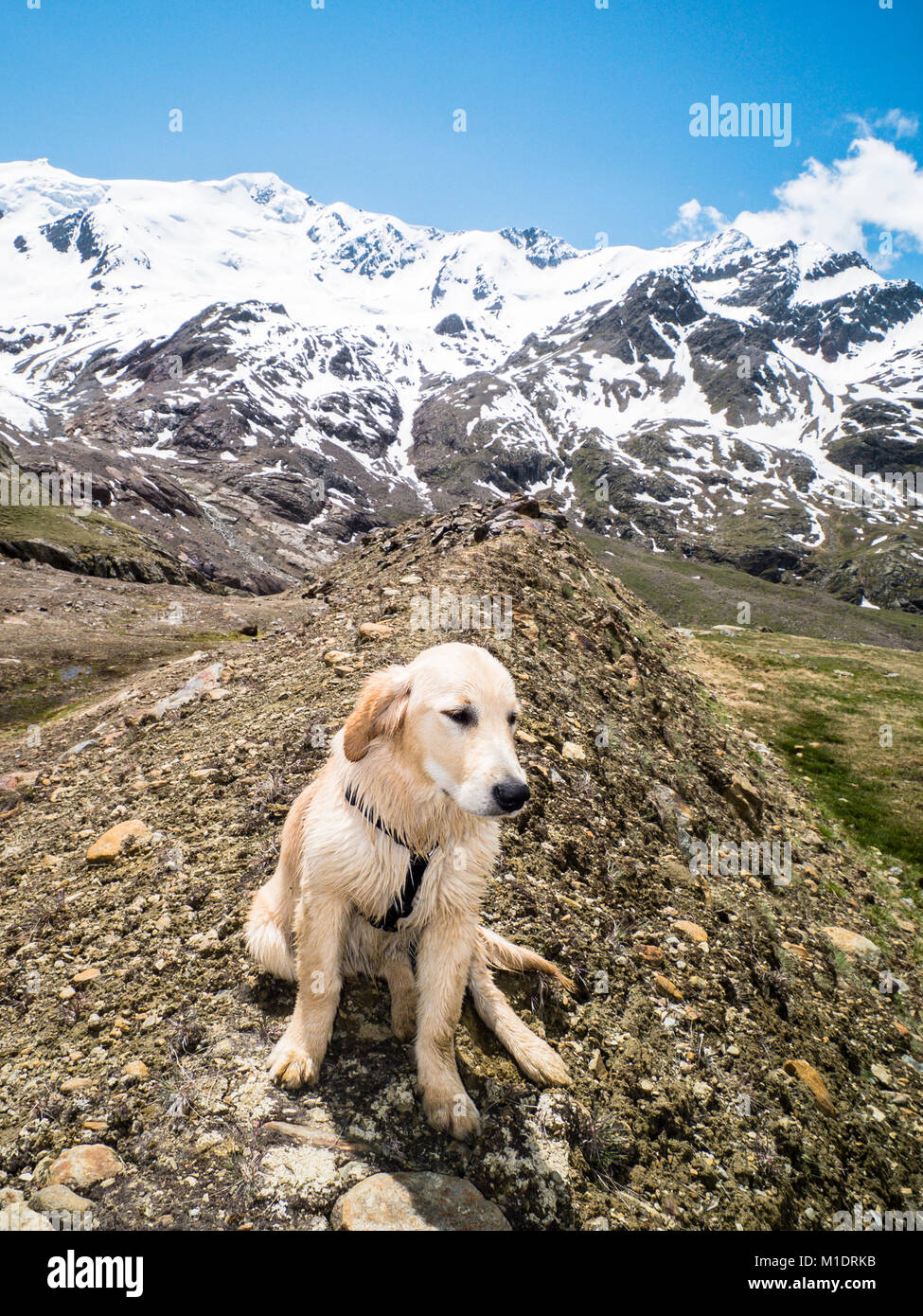 Italy, Lombardy, Alps, golden retriever puppy dog walks in mountain ...