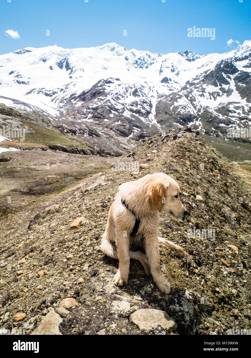 Italy, Lombardy, Alps, golden retriever puppy dog walks in mountain ...